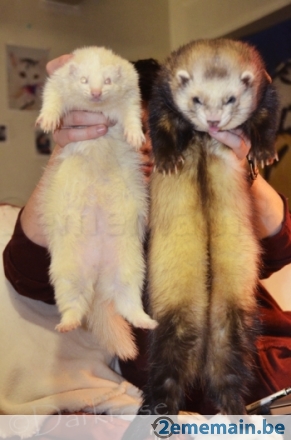 Le Furet – La vie d'une furette